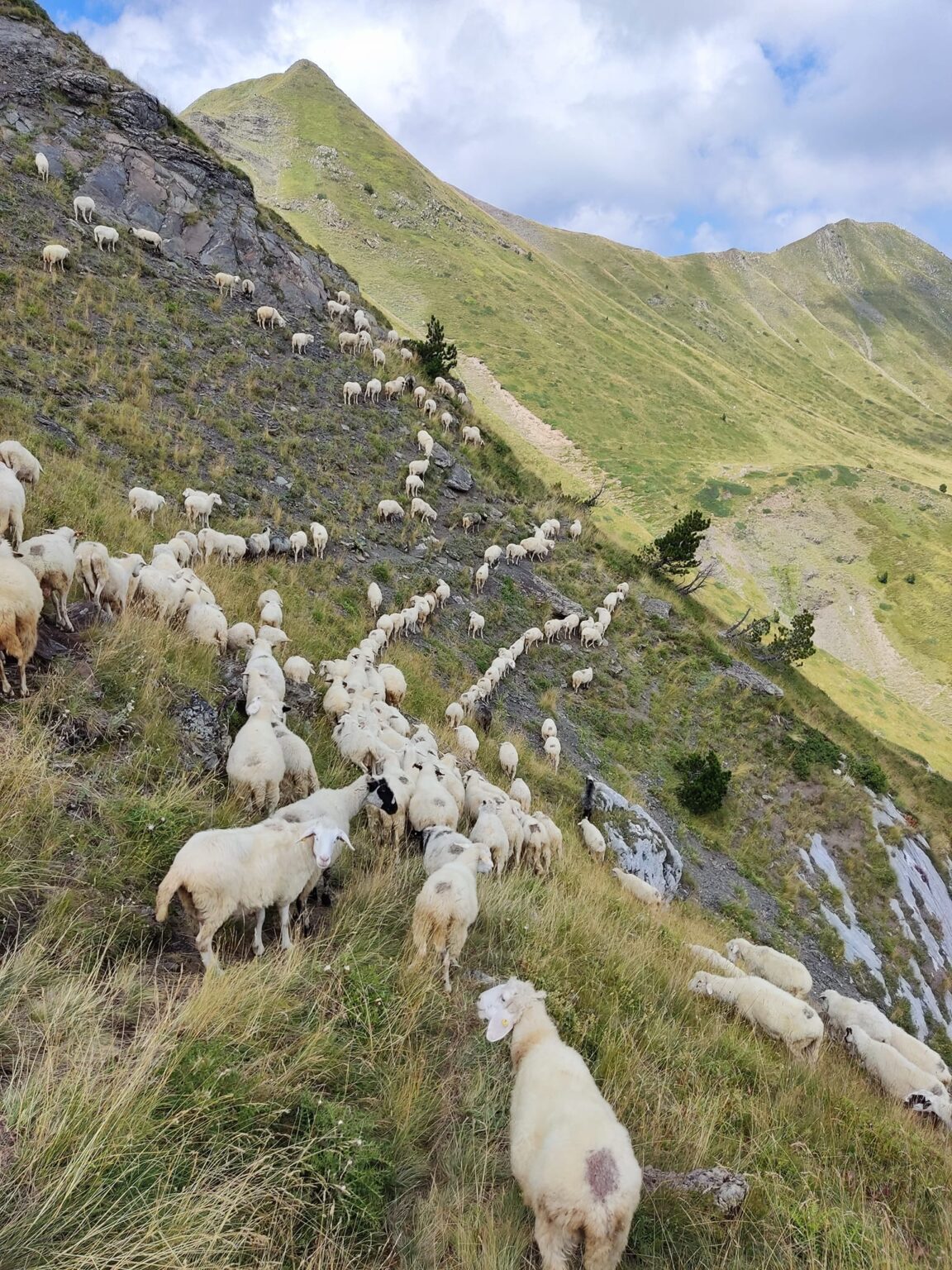 "Šta bi nam danas poručili tragički pesnici Eshil, Sofokle, Euripid ...